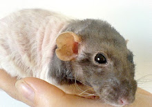 Rattus rattus - Rattus norvegicus: Ratos ''Silvestres''